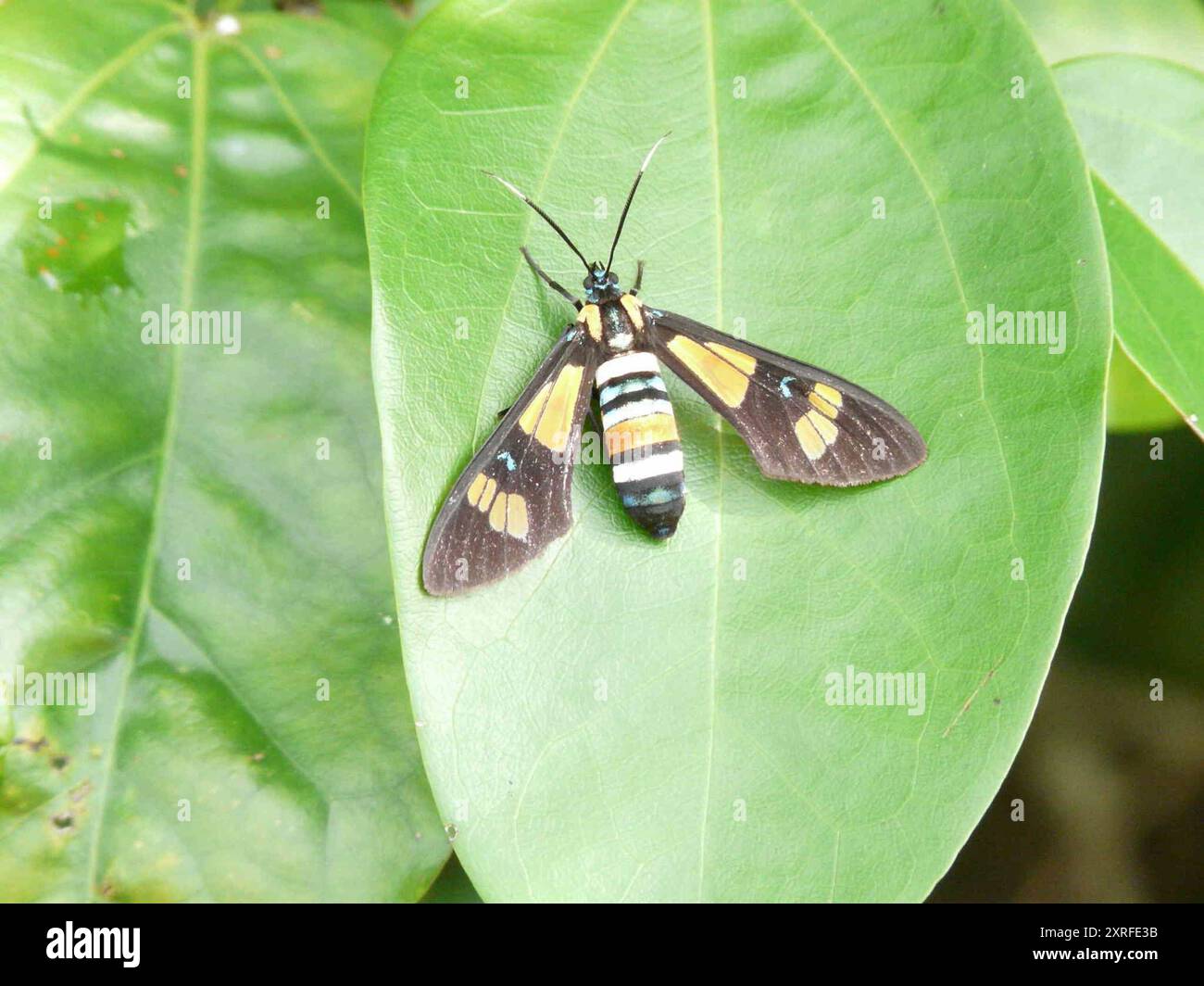 Basker (Euchromia lethe) Insecta Stock Photo - Alamy
