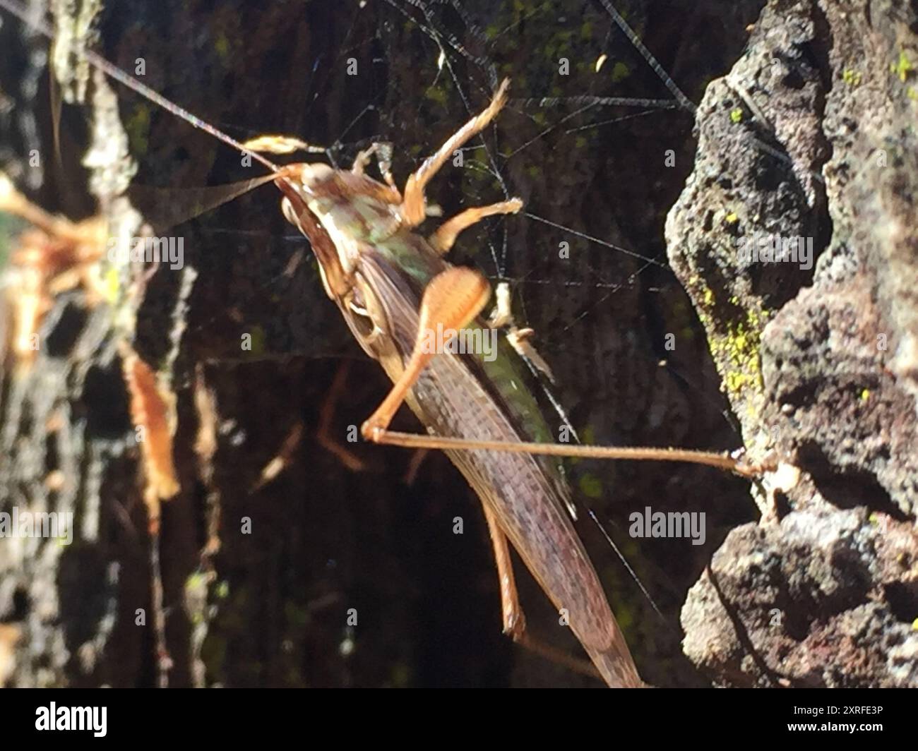 Lesser Meadow Katydids (Conocephalus) Insecta Stock Photo - Alamy