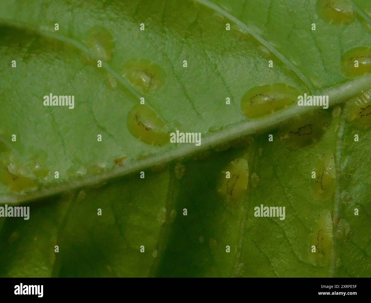 Green Coffee Scale (Coccus viridis) Insecta Stock Photo - Alamy