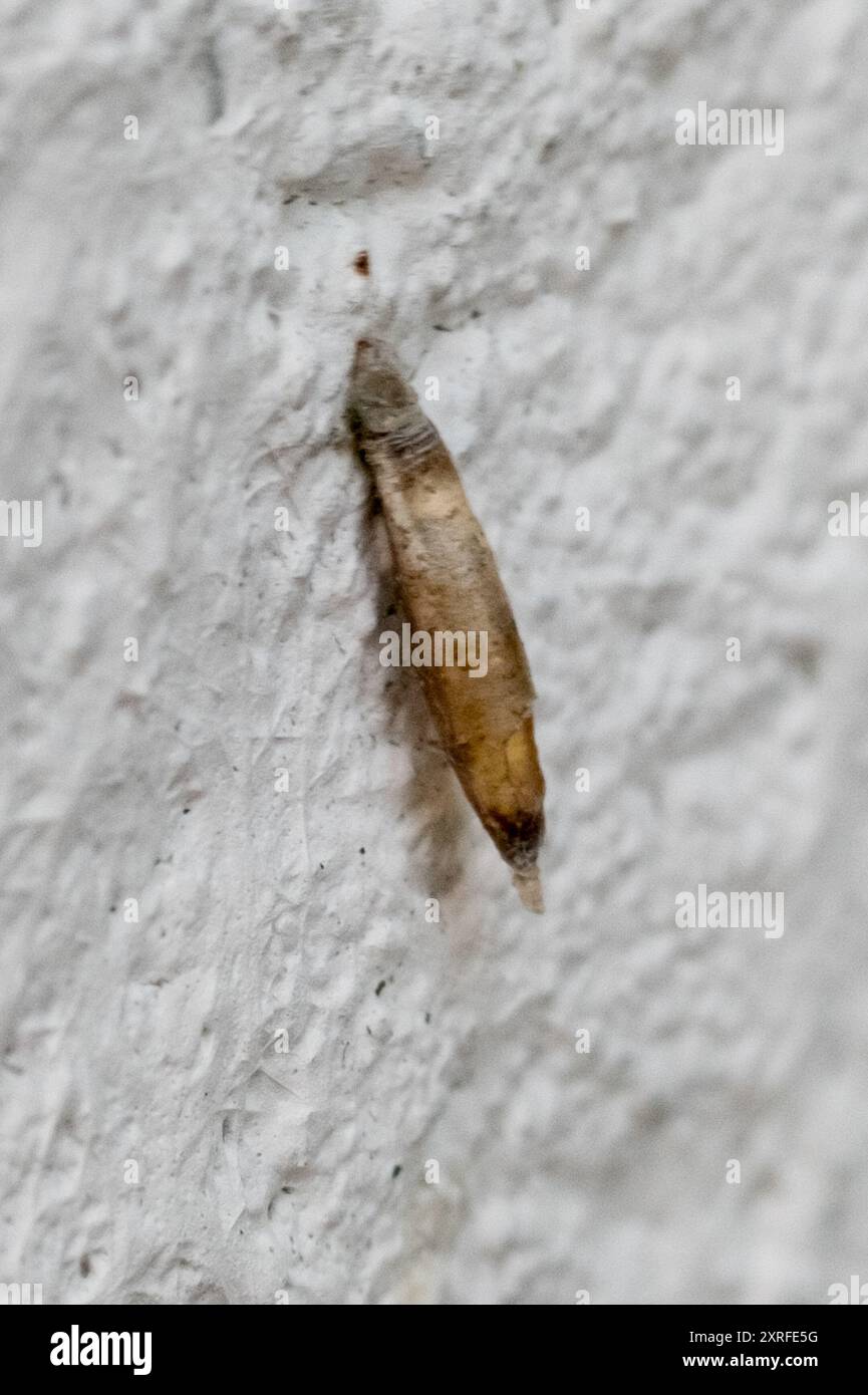 Common Mummy Wasps (Aleiodes) Insecta Stock Photo - Alamy