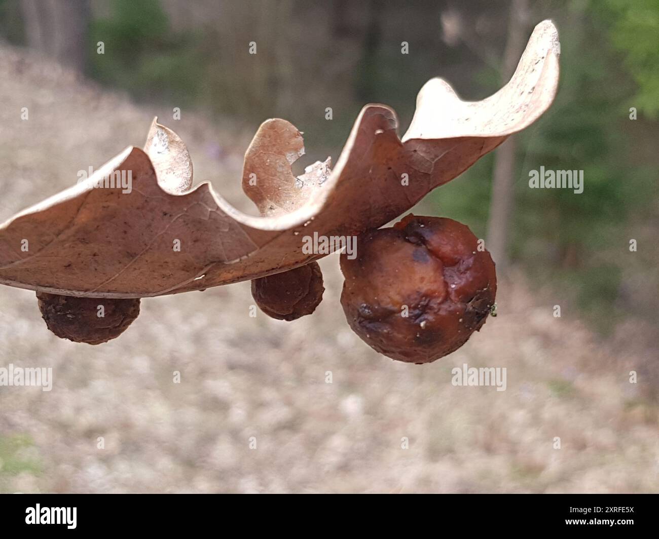 Cherry Gall Wasp (Cynips quercusfolii) Insecta Stock Photo - Alamy