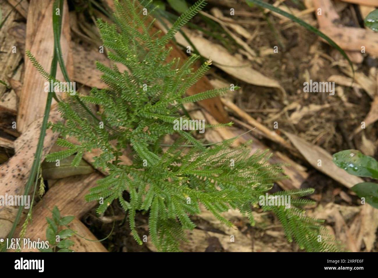 spikemosses (Selaginella) Plantae Stock Photo - Alamy