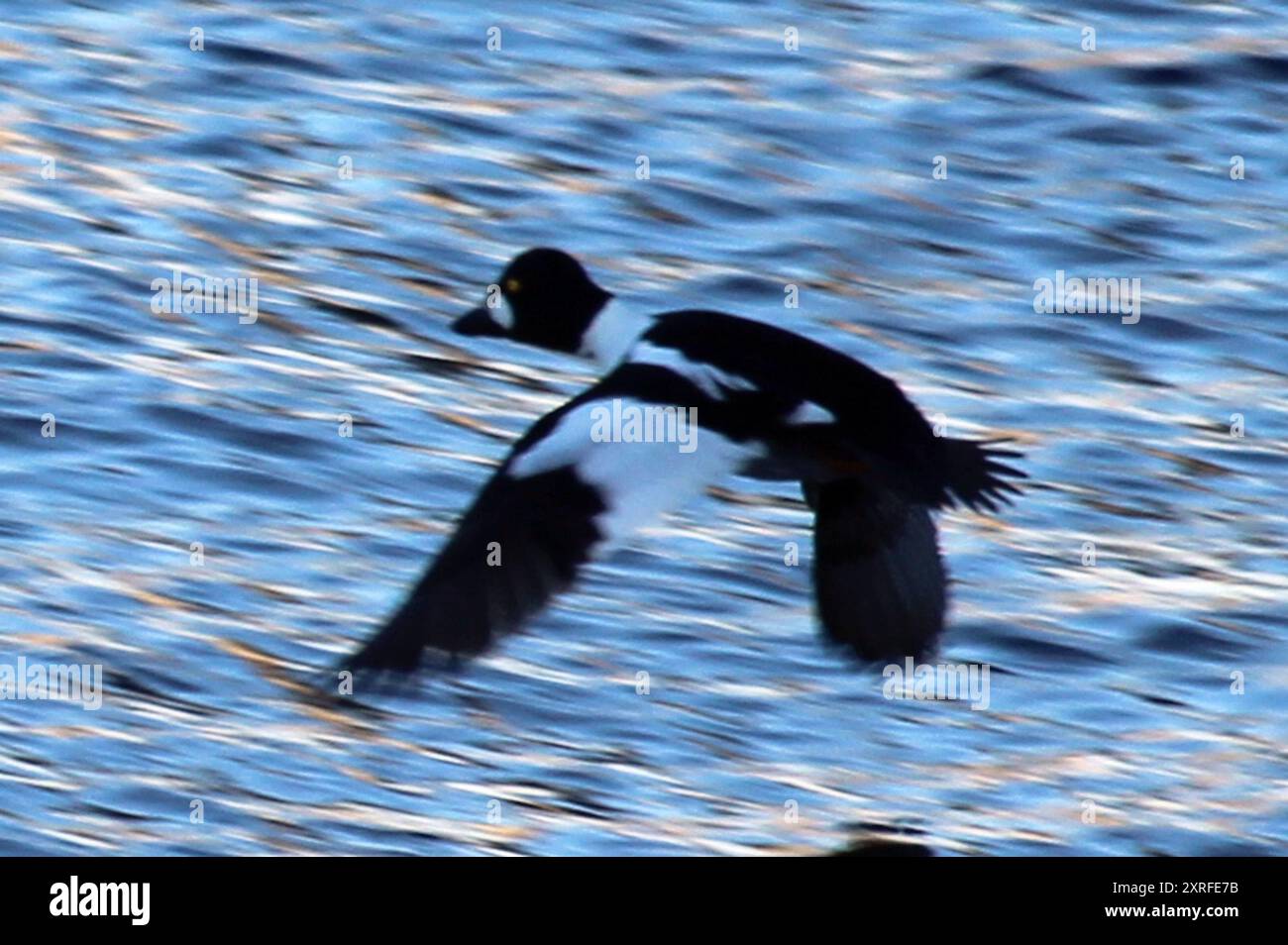 Common Goldeneye (Bucephala clangula) Aves Stock Photo - Alamy