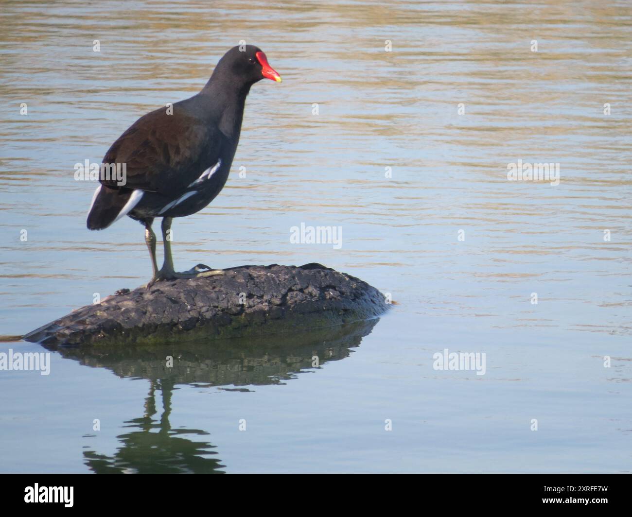 Common Gallinule (Gallinula galeata) Aves Stock Photo - Alamy