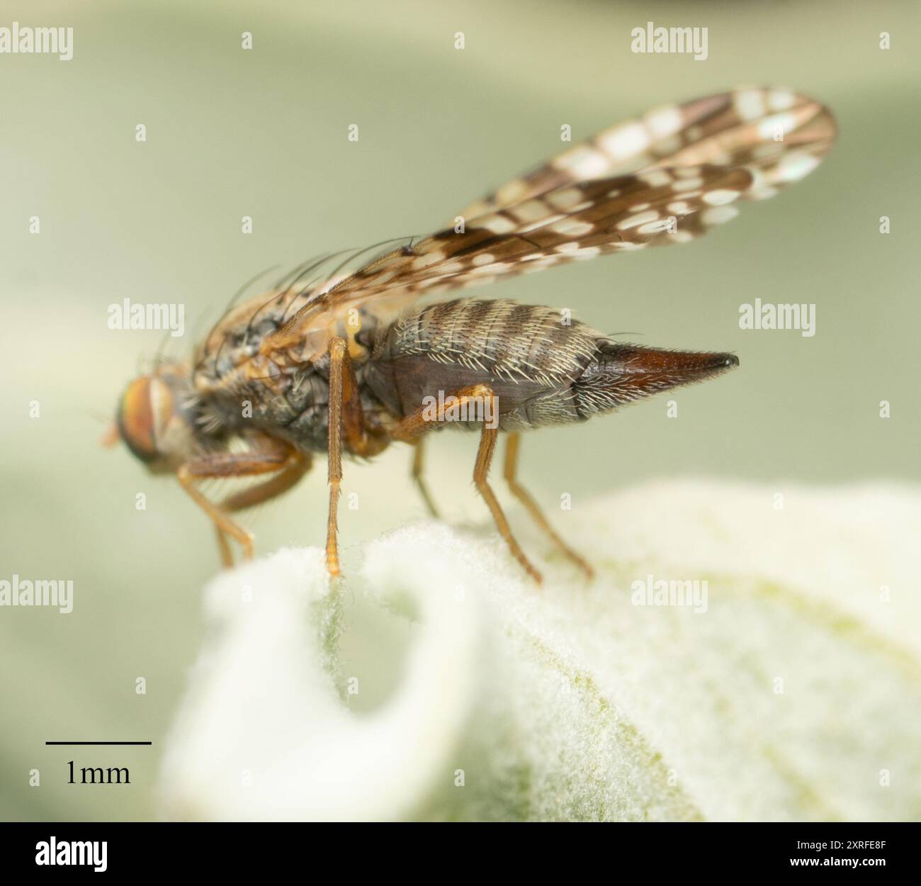 Sunflower Seed Maggot (Neotephritis finalis) Insecta Stock Photo - Alamy