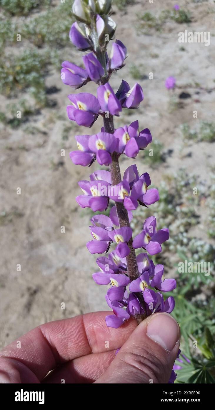 Arizona lupine (Lupinus arizonicus) Plantae Stock Photo - Alamy