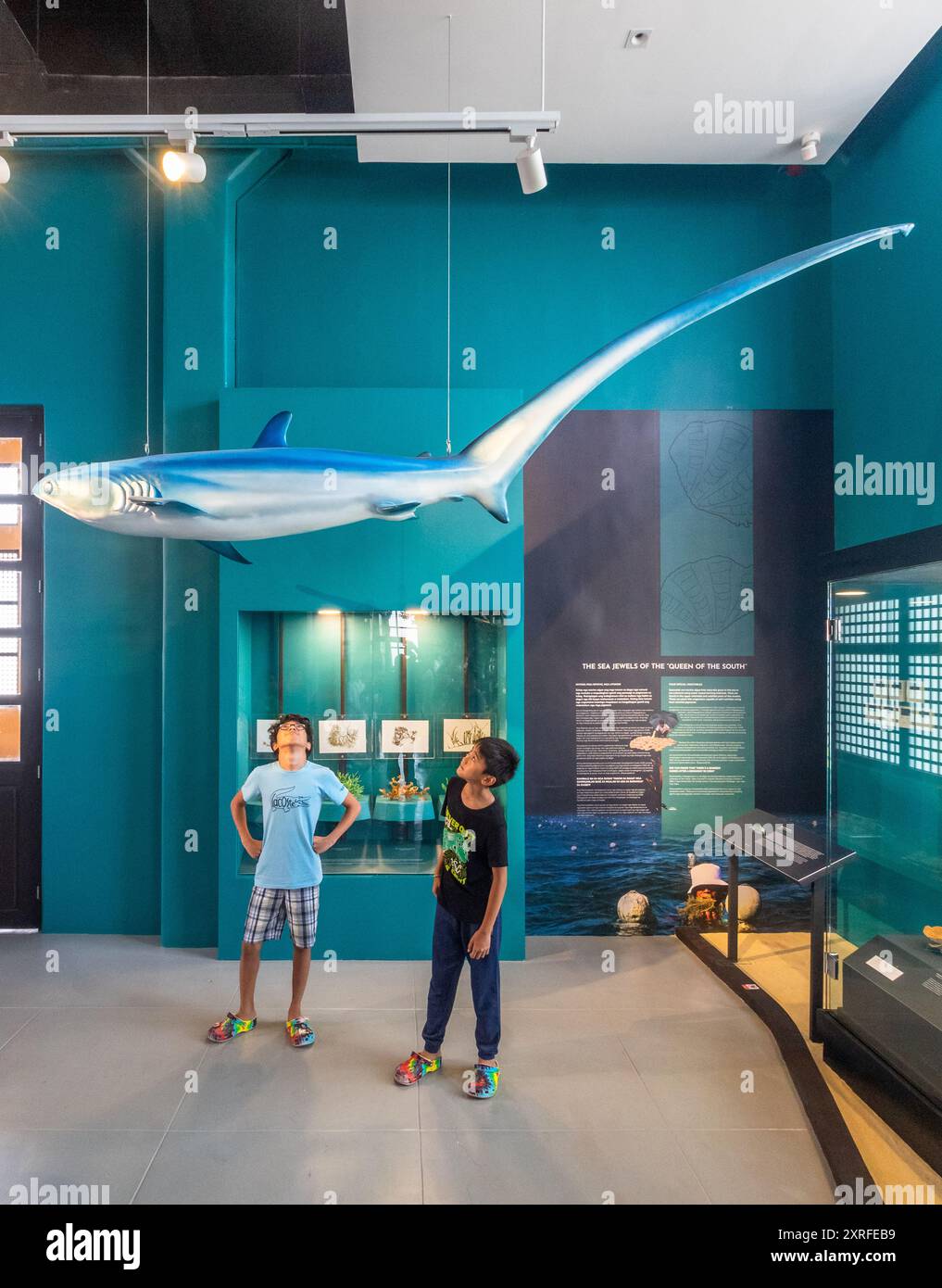 Thresher shark display hi-res stock photography and images - Alamy