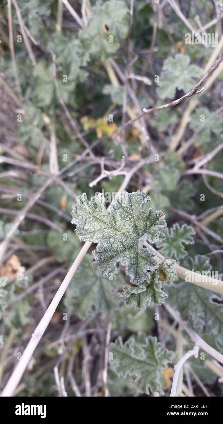 apricot mallow (Sphaeralcea ambigua) Plantae Stock Photo - Alamy