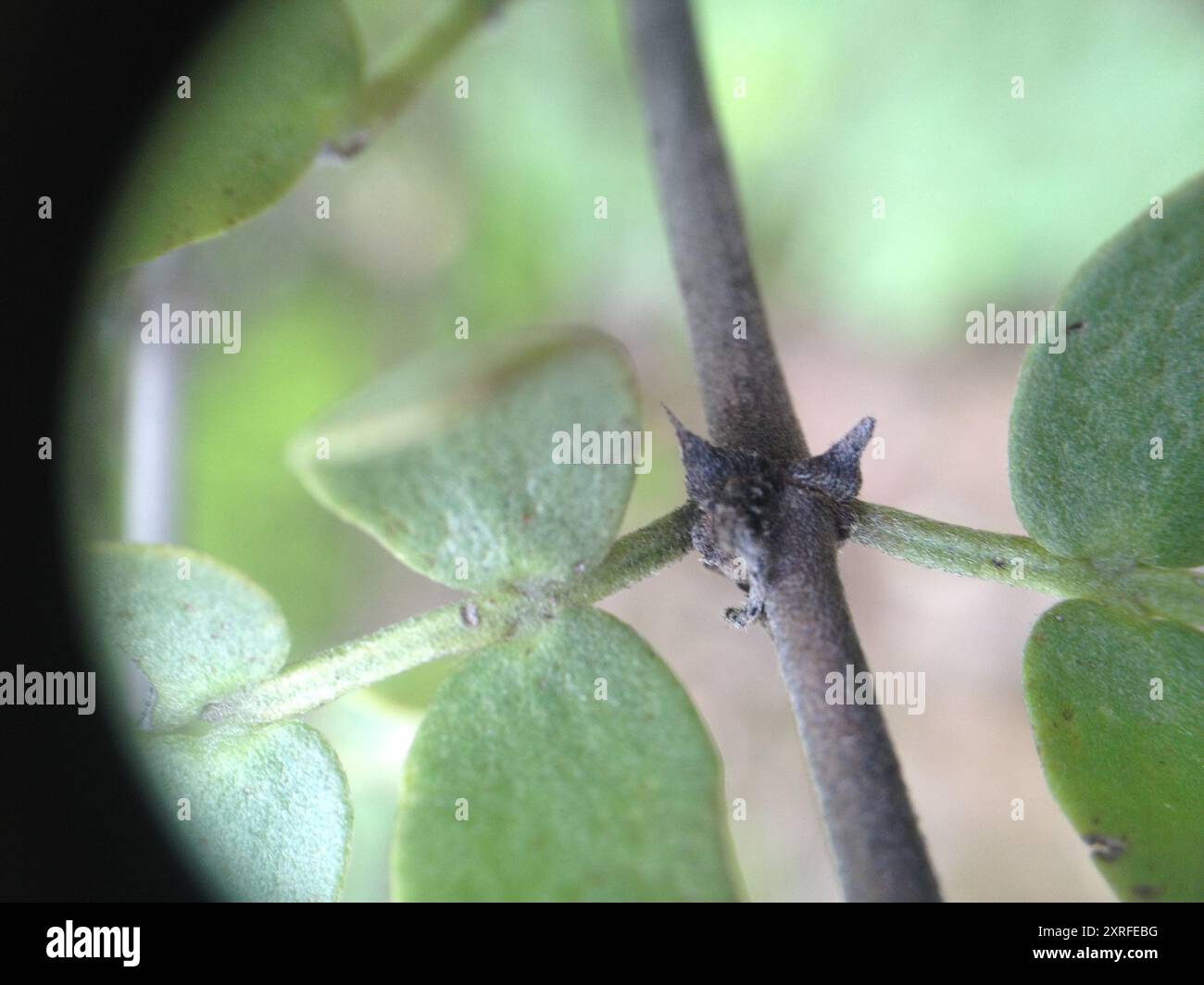 (Bulnesia foliosa) Plantae Stock Photo - Alamy
