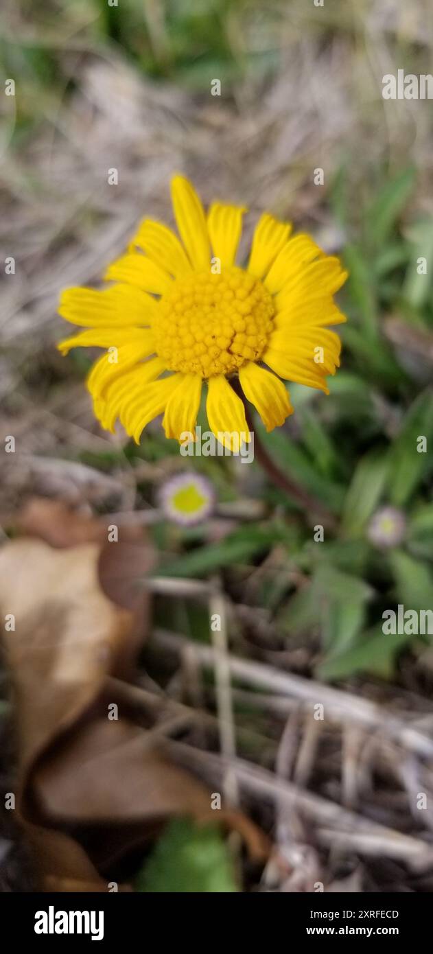 Stemmy Four-nerved Daisy (Tetraneuris scaposa) Plantae Stock Photo - Alamy