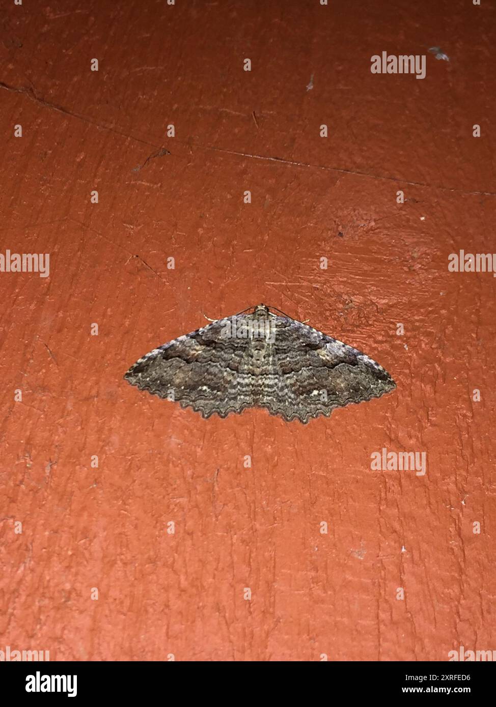 Tissue Moth (Triphosa haesitata) Insecta Stock Photo - Alamy