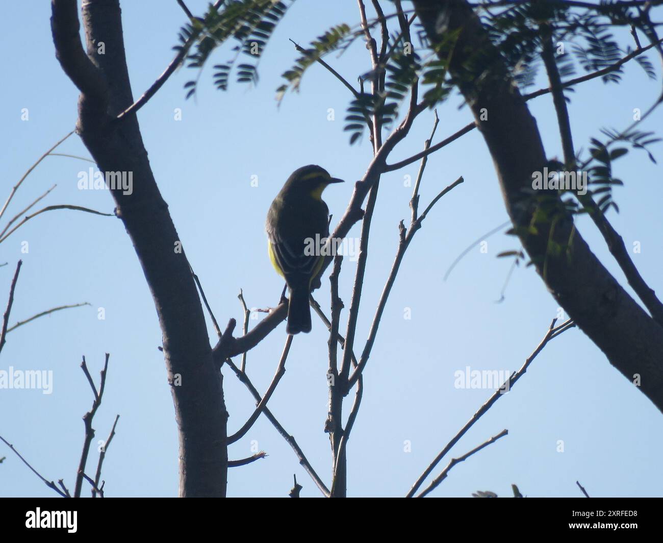 Yellow-browed Tyrant (Satrapa icterophrys) Aves Stock Photo - Alamy