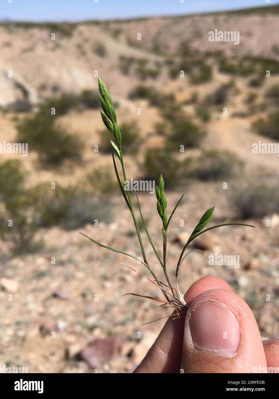 Sixweeks Fescue (Vulpia octoflora) Plantae Stock Photo - Alamy