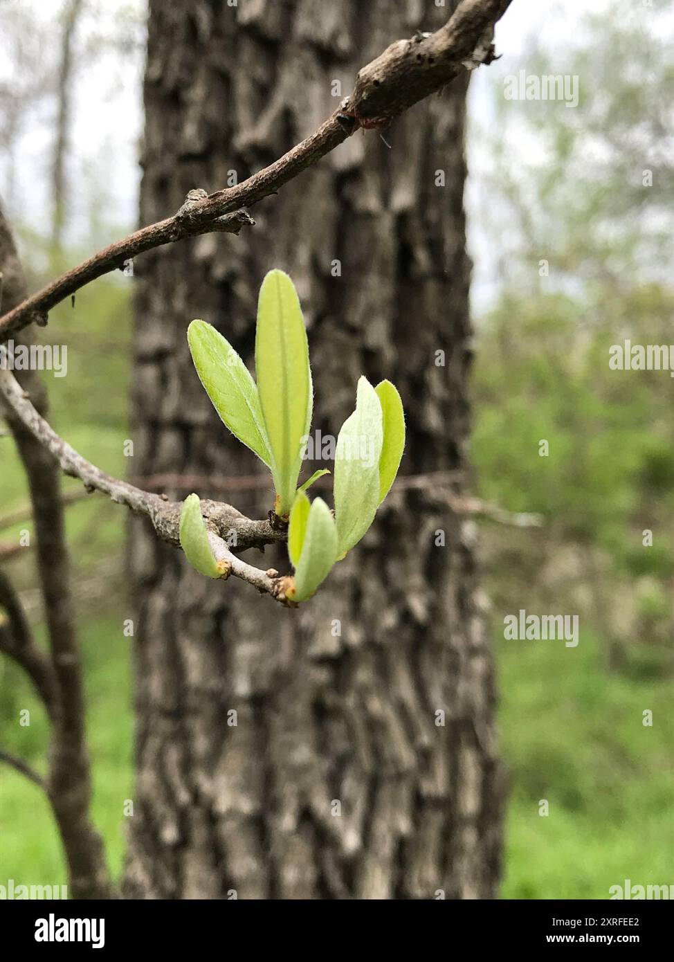 Gum bumelia (Sideroxylon lanuginosum) Plantae Stock Photo - Alamy