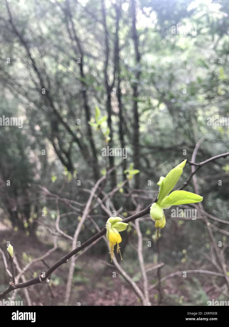 Western Leatherwood (Dirca occidentalis) Plantae Stock Photo - Alamy