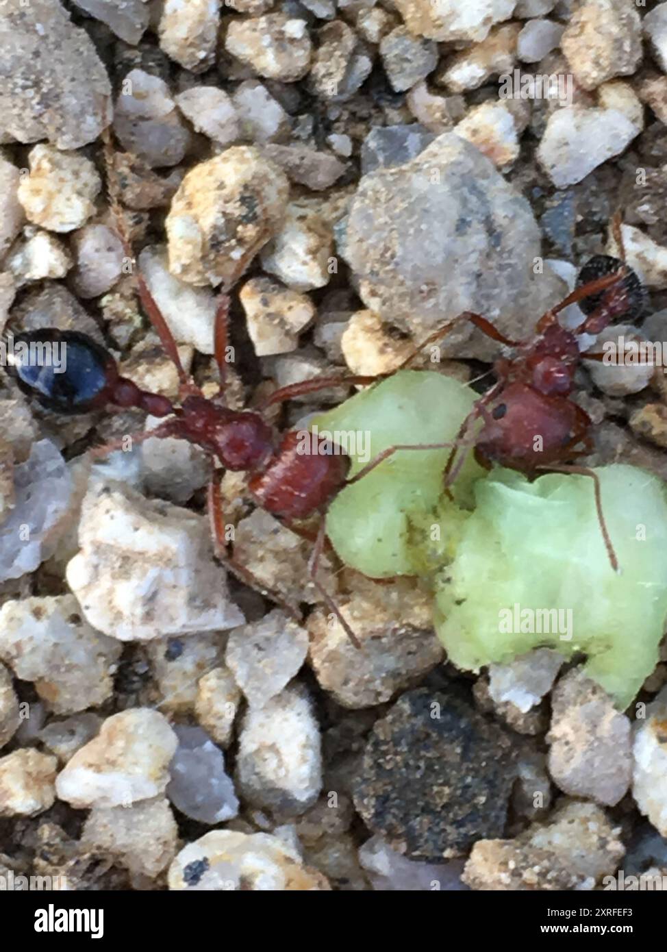 California Harvester Ant (Pogonomyrmex californicus) Insecta Stock ...
