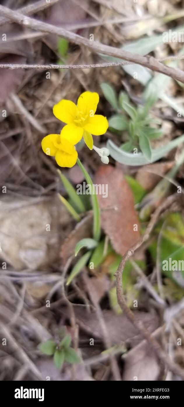bladderpods (Physaria) Plantae Stock Photo - Alamy