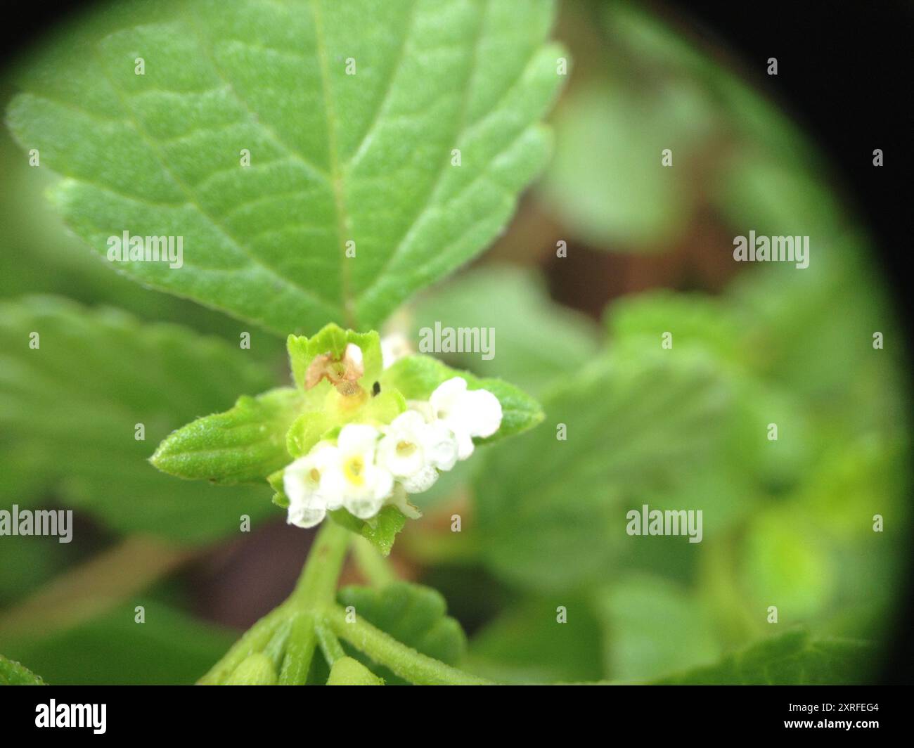 lantanas (Lantana) Plantae Stock Photo - Alamy