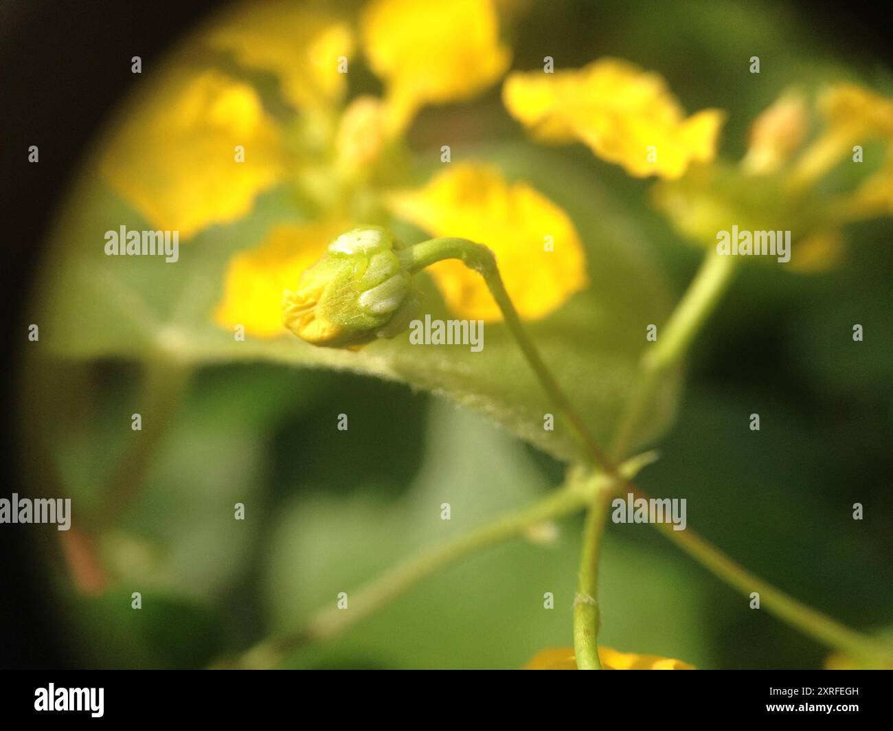 (Janusia guaranitica) Plantae Stock Photo - Alamy