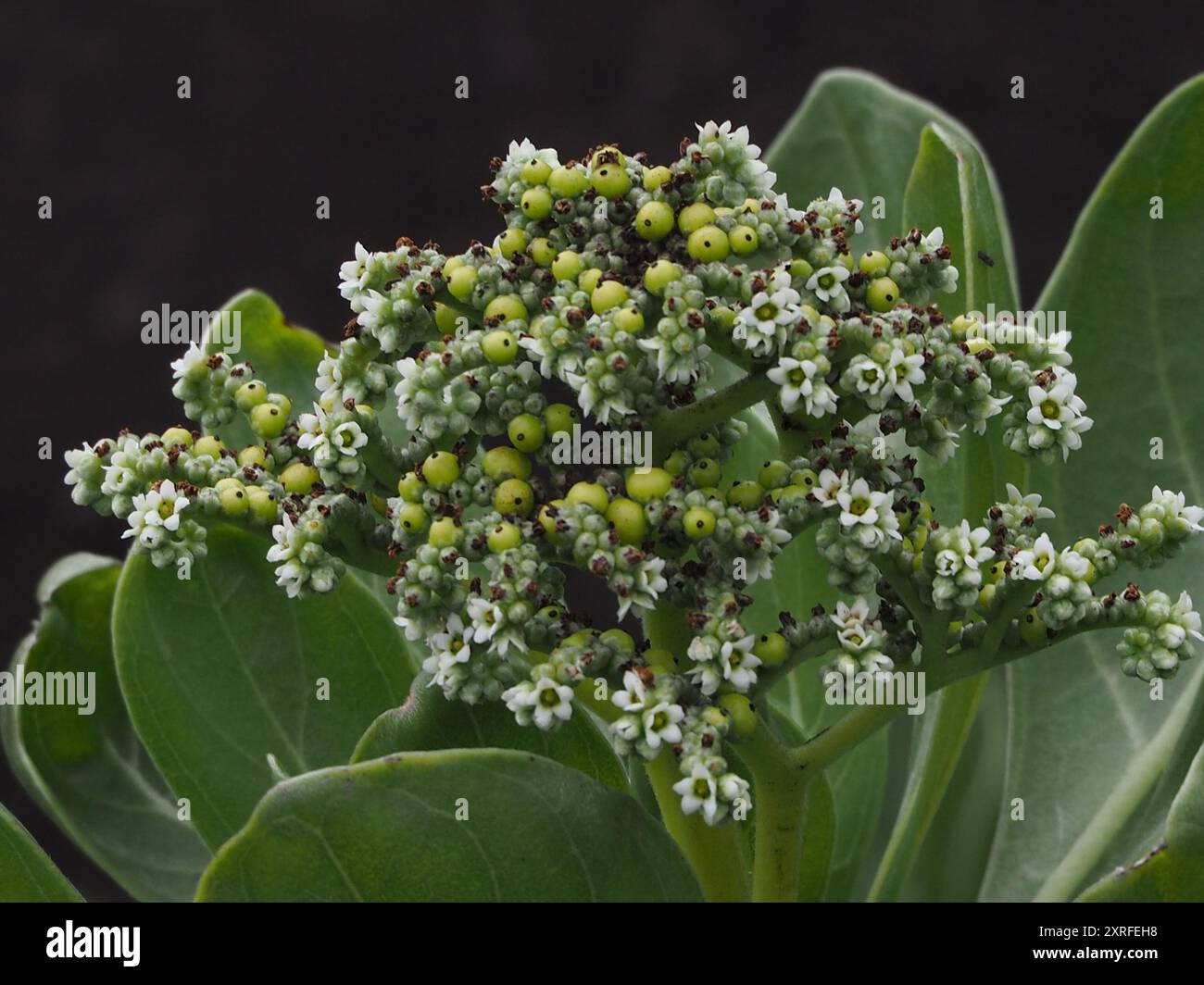 tree heliotrope (Heliotropium arboreum) Plantae Stock Photo - Alamy