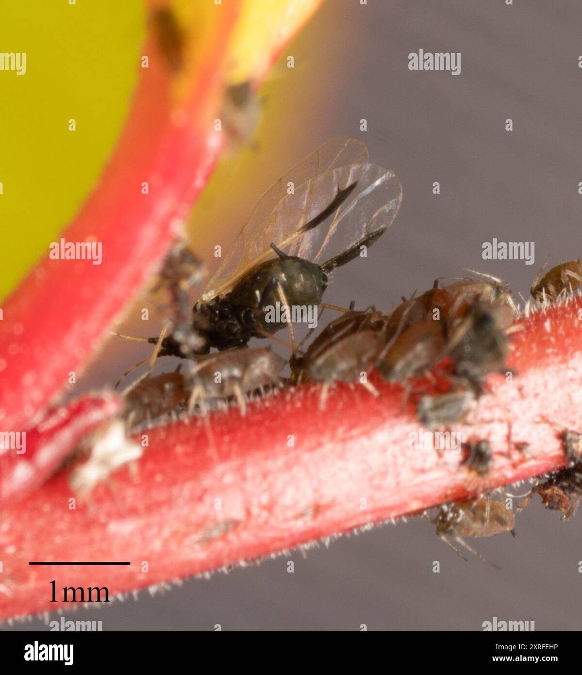 Black Citrus Aphid (Toxoptera aurantii) Insecta Stock Photo - Alamy