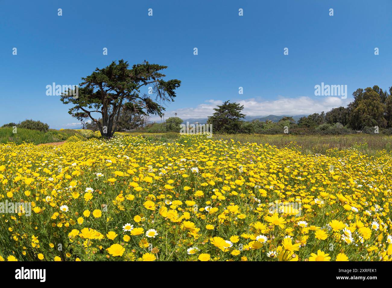 Wildflower identification guide hi-res stock photography and images - Alamy