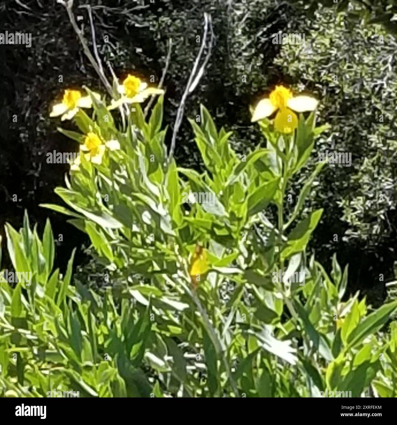 Bush Poppy (Dendromecon rigida) Plantae Stock Photo - Alamy