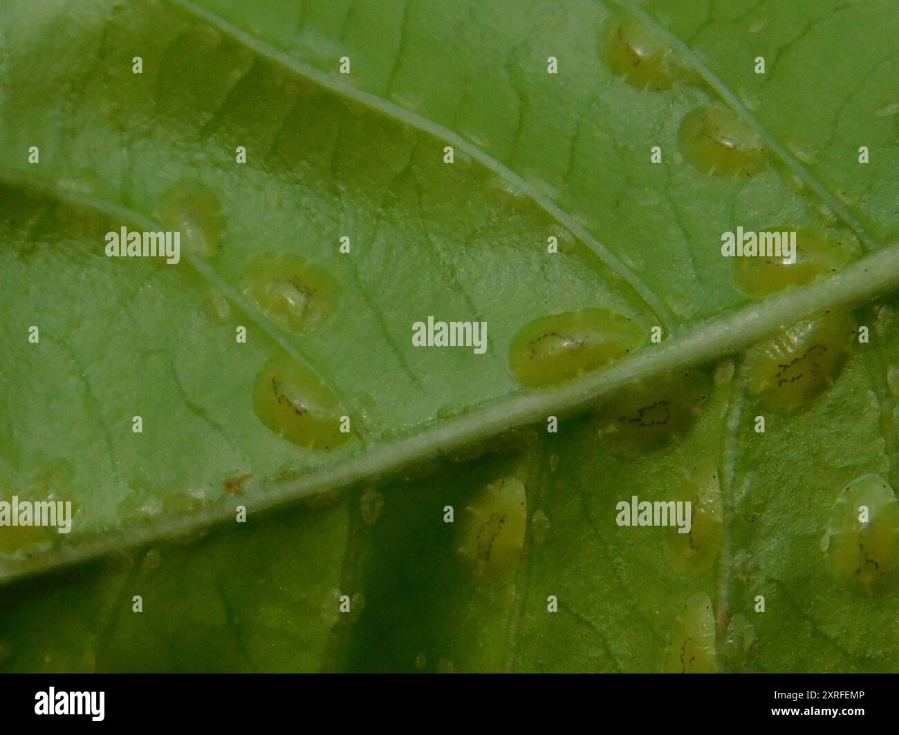 Green Coffee Scale (Coccus viridis) Insecta Stock Photo - Alamy