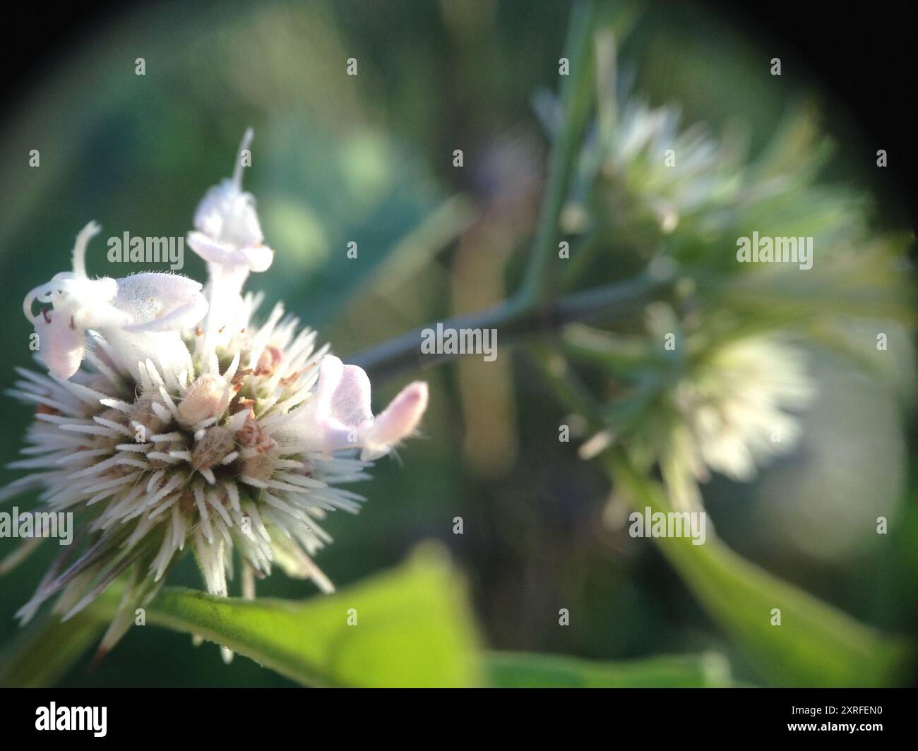(Hyptis lappacea) Plantae Stock Photo - Alamy