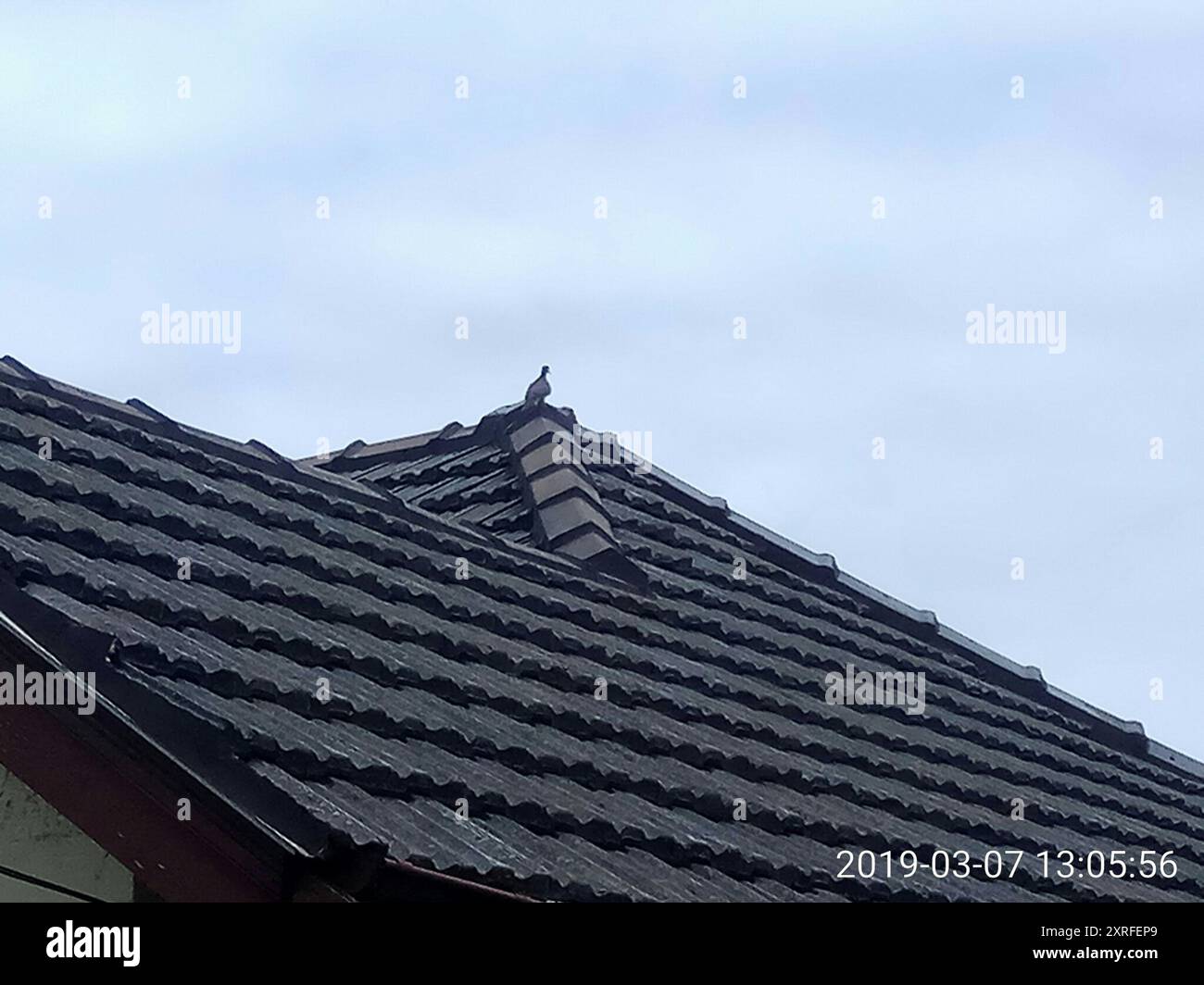 Pigeons and Doves (Columbiformes) Aves Stock Photo - Alamy