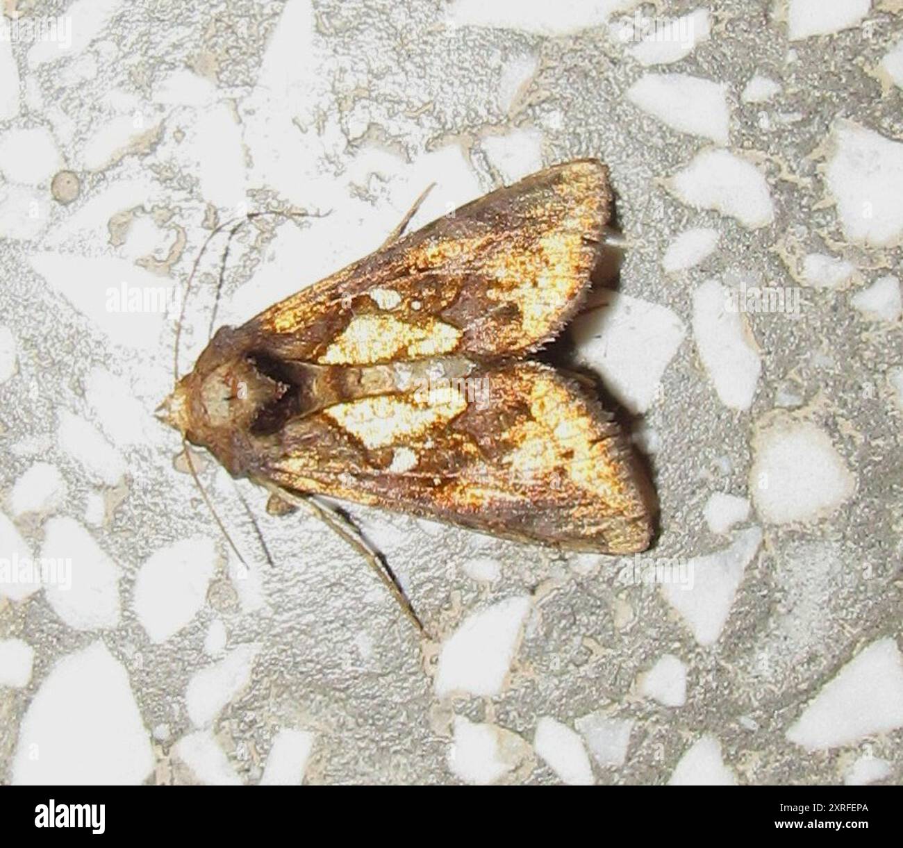 Argyrogramma verruca hi-res stock photography and images - Alamy