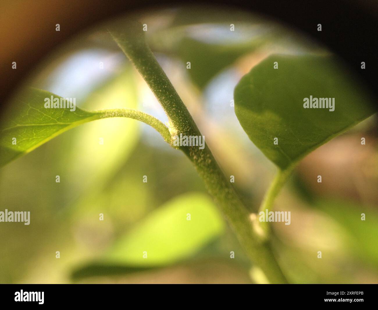 flowering plants (Angiospermae) Plantae Stock Photo - Alamy