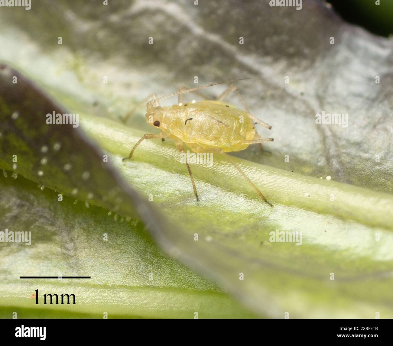 Green Peach Aphid (Myzus persicae) Insecta Stock Photo - Alamy