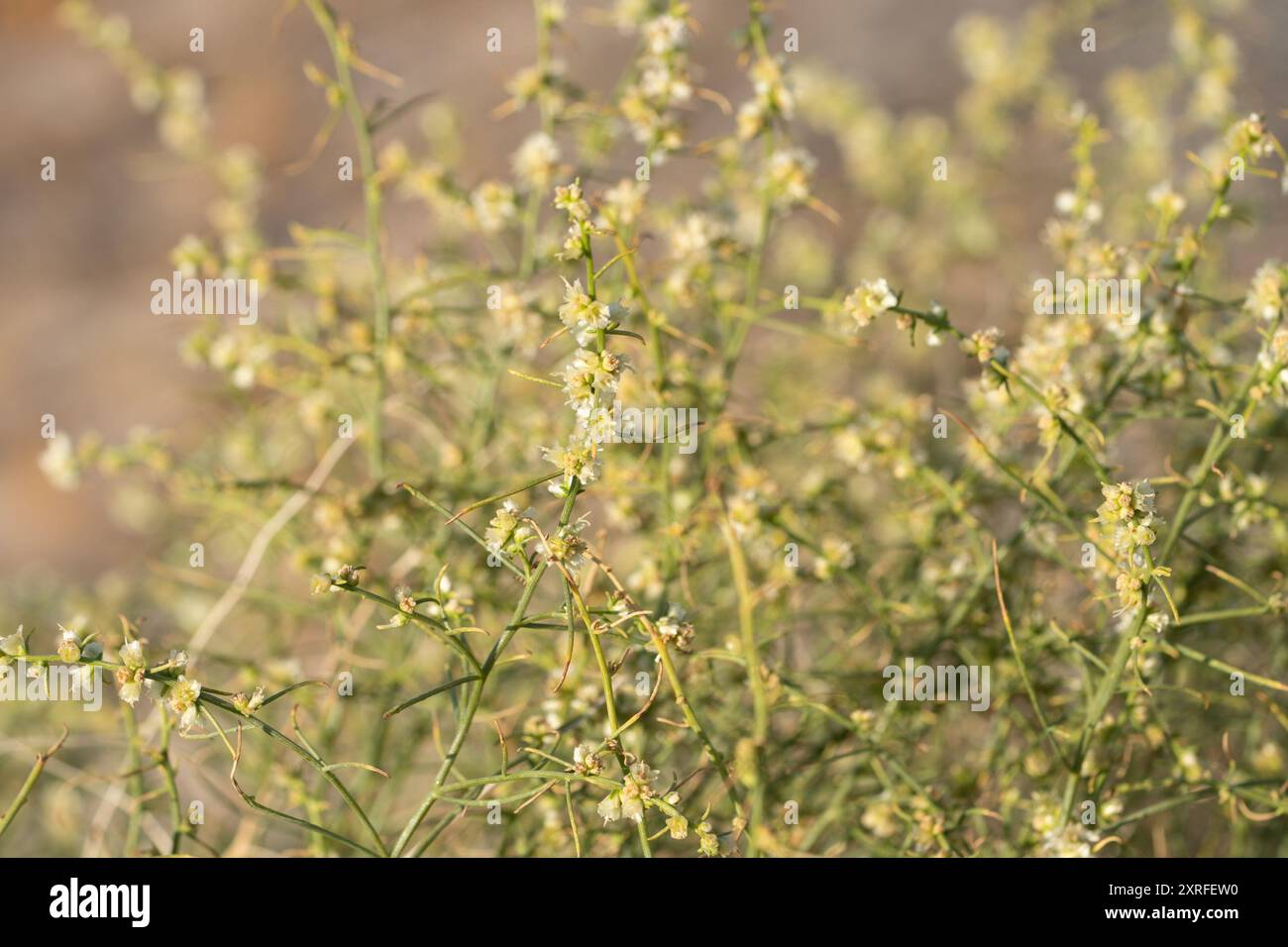 Cheesebush (Ambrosia salsola) Plantae Stock Photo - Alamy