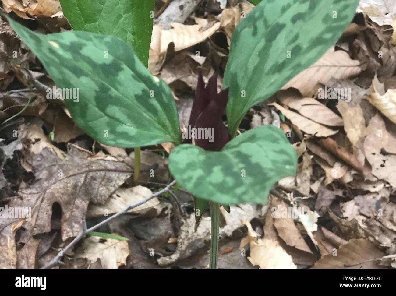 prairie trillium (Trillium recurvatum) Plantae Stock Photo - Alamy