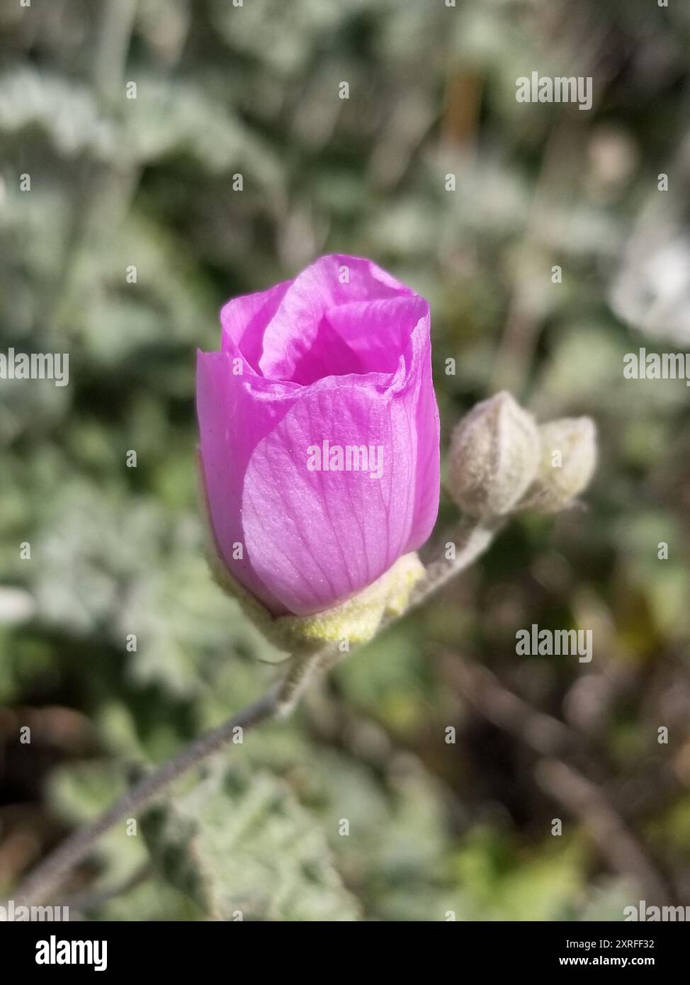 Rose Globemallow (Sphaeralcea ambigua rosacea) Plantae Stock Photo - Alamy