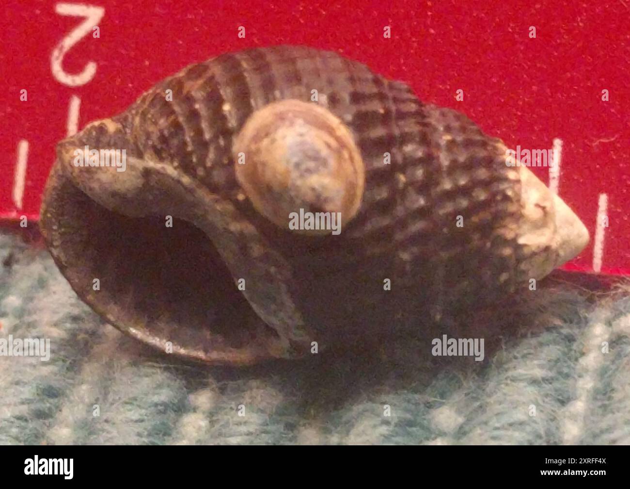 Convex Slippersnail (Crepidula convexa) Mollusca Stock Photo - Alamy