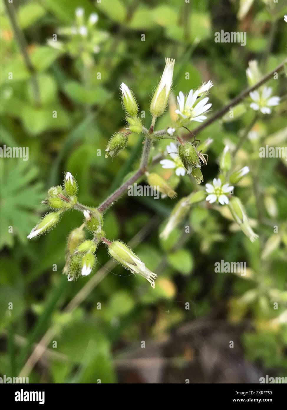 Sticky mouse-ear chickweed (Cerastium glomeratum) Plantae Stock Photo ...