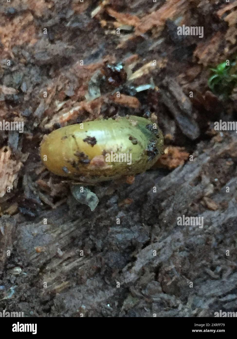 Lancetooth hi-res stock photography and images - Alamy