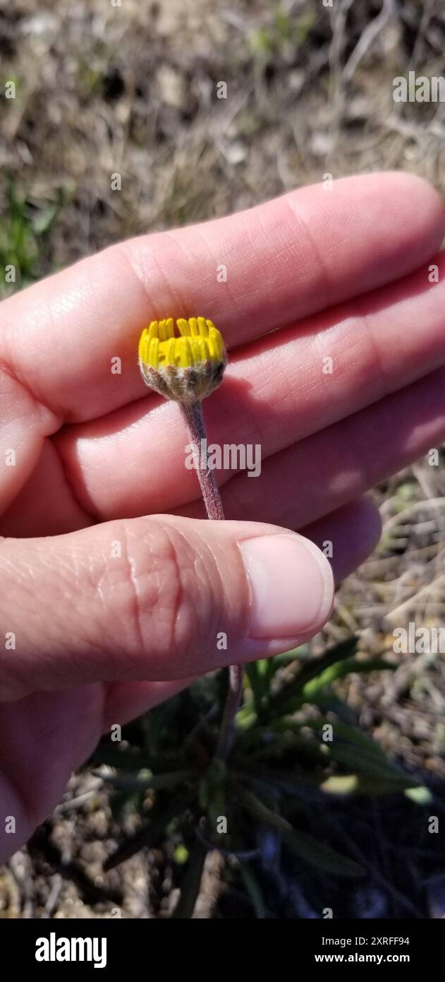 Stemmy Four-nerved Daisy (Tetraneuris scaposa) Plantae Stock Photo - Alamy
