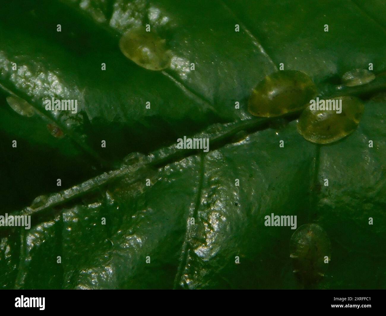 Coccus viridis hi-res stock photography and images - Alamy