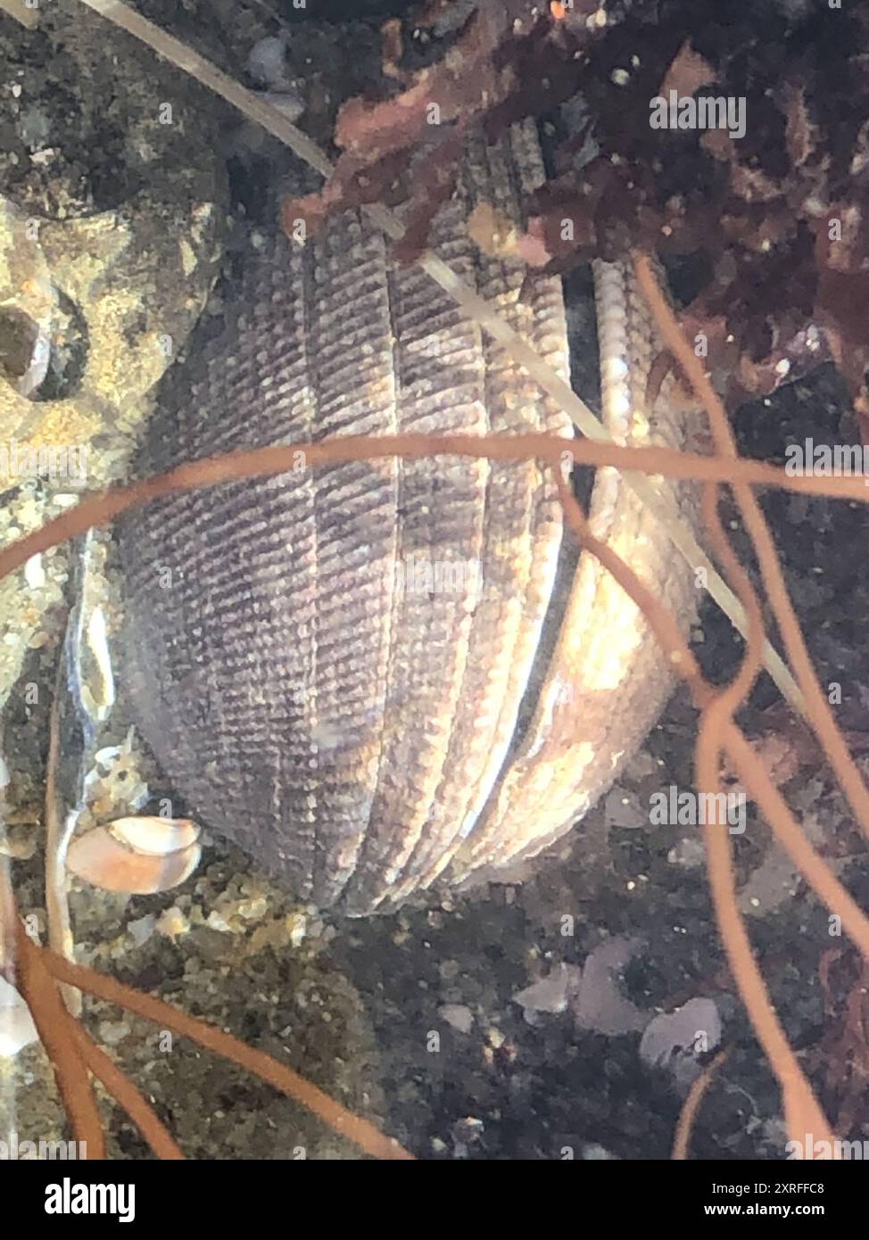 Pacific Littleneck Clam (Leukoma staminea) Mollusca Stock Photo - Alamy