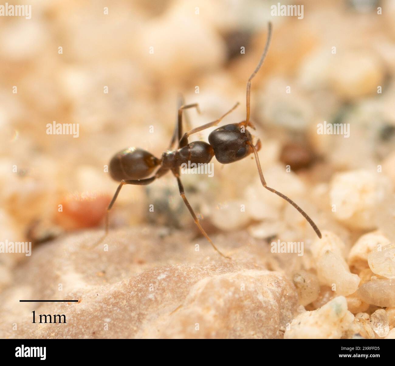 Crazy Pyramid Ant (Dorymyrmex insanus) Insecta Stock Photo - Alamy
