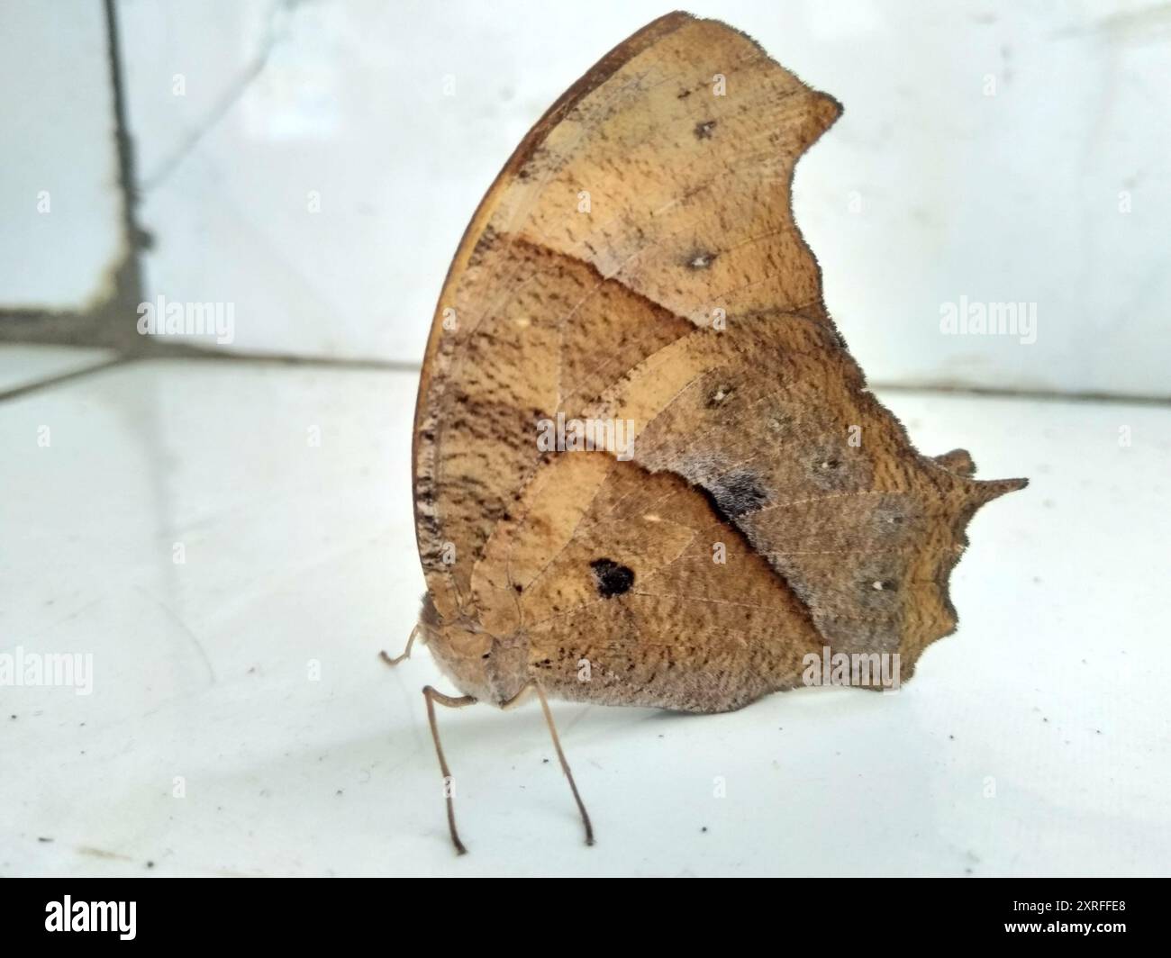 Common Evening Brown (Melanitis leda) Insecta Stock Photo - Alamy