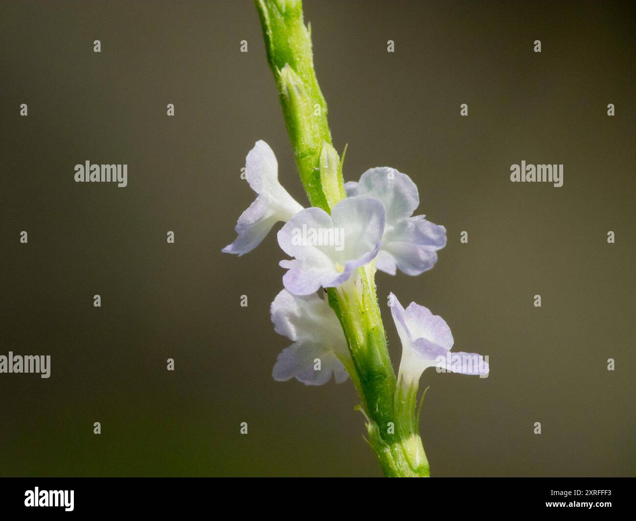 Rattail (Stachytarpheta cayennensis) Plantae Stock Photo - Alamy