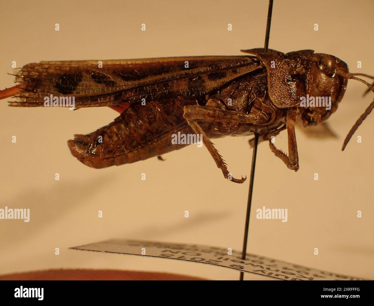 Coral-winged Grasshopper (Pardalophora apiculata) Insecta Stock Photo ...
