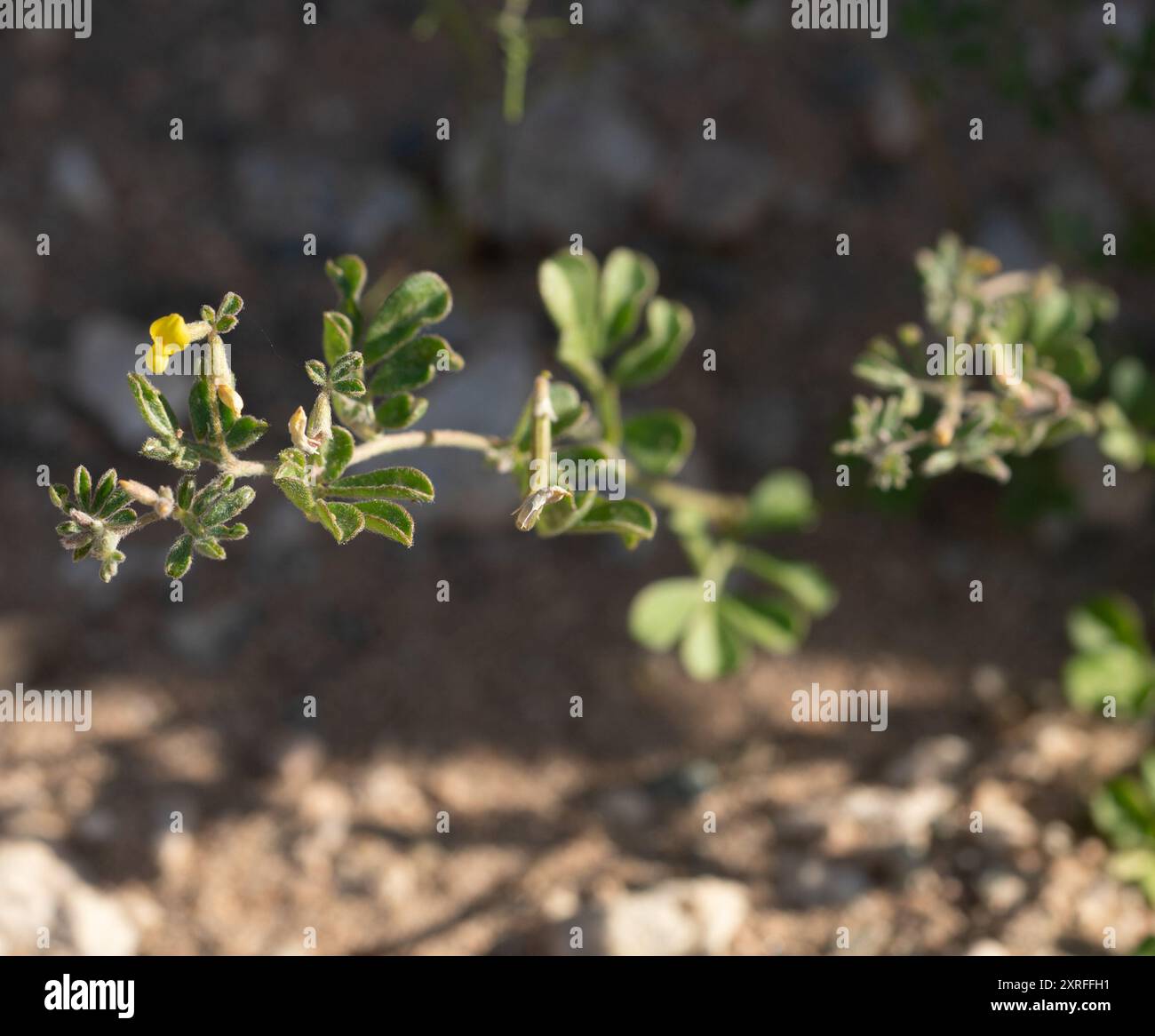 Strigose lotus hi-res stock photography and images - Alamy