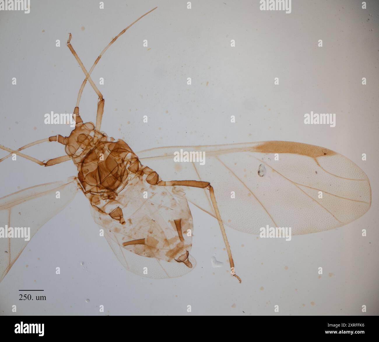 Black Citrus Aphid (Toxoptera aurantii) Insecta Stock Photo - Alamy