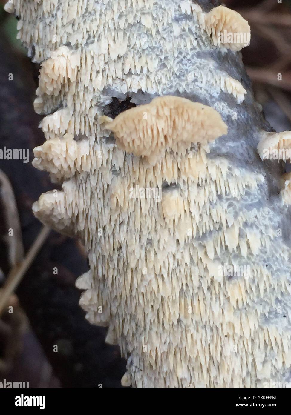 Milk-white Toothed Polypore (Irpex lacteus) Fungi Stock Photo - Alamy