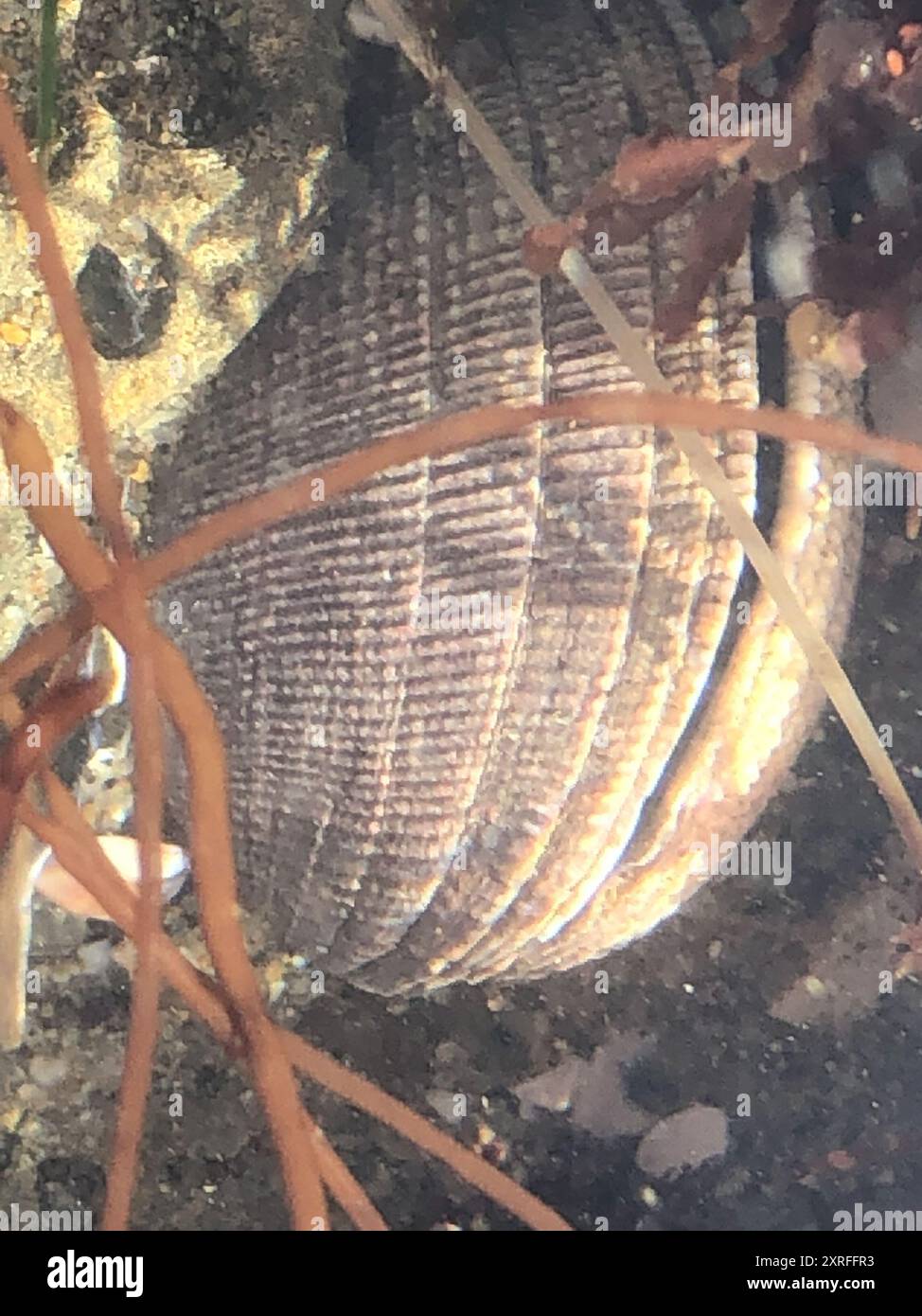 Pacific Littleneck Clam (Leukoma staminea) Mollusca Stock Photo - Alamy